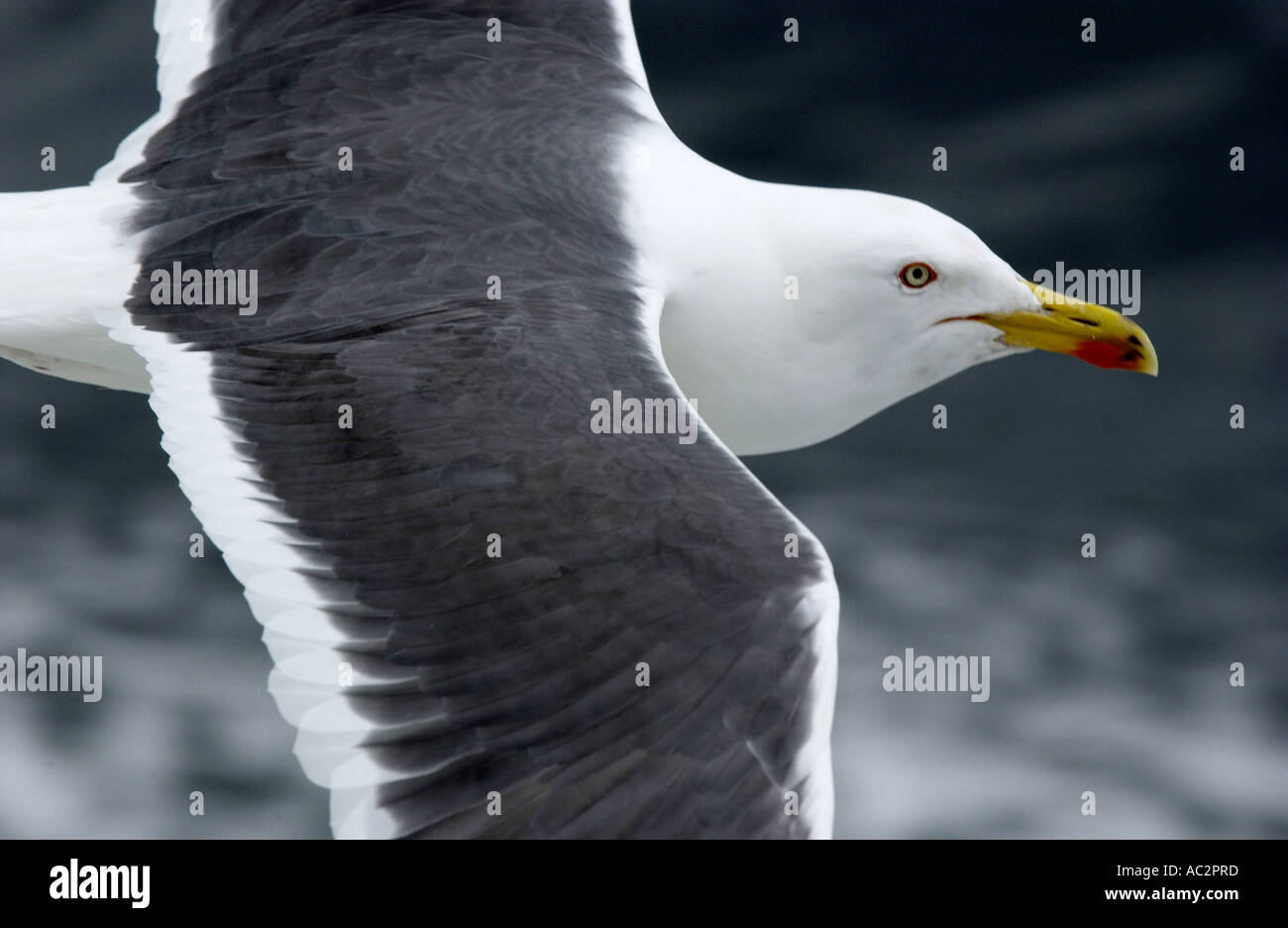 GBR, Great Britain, Scotland : Seagull Stock Photo - Alamy