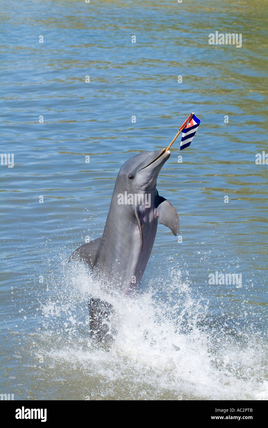 Dolphin flag hi-res stock photography and images - Alamy
