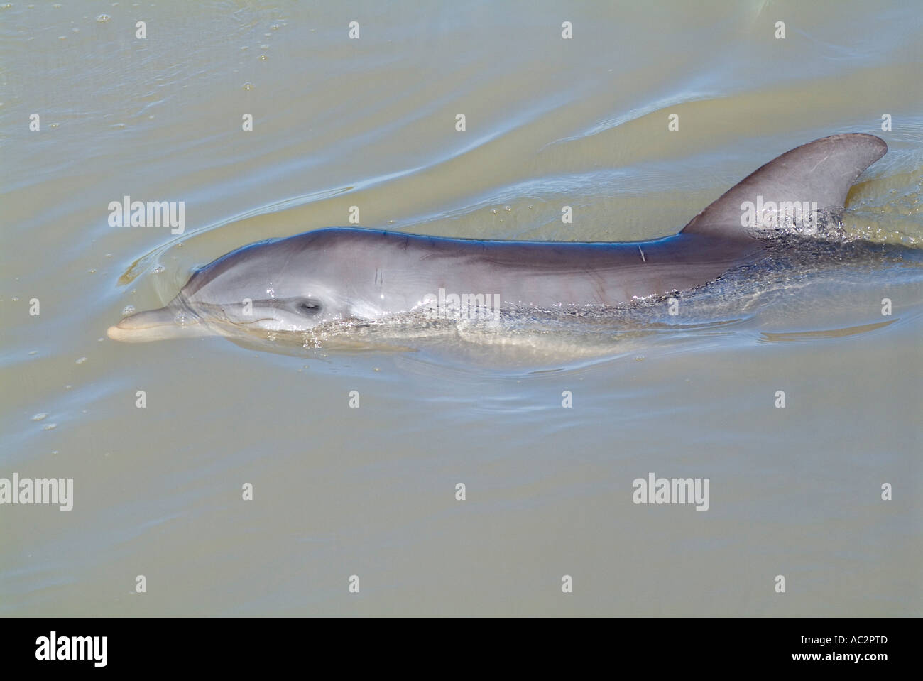 Bottlenose dolphin (tursiops truncatus) swimming at the Cienfuegos ...