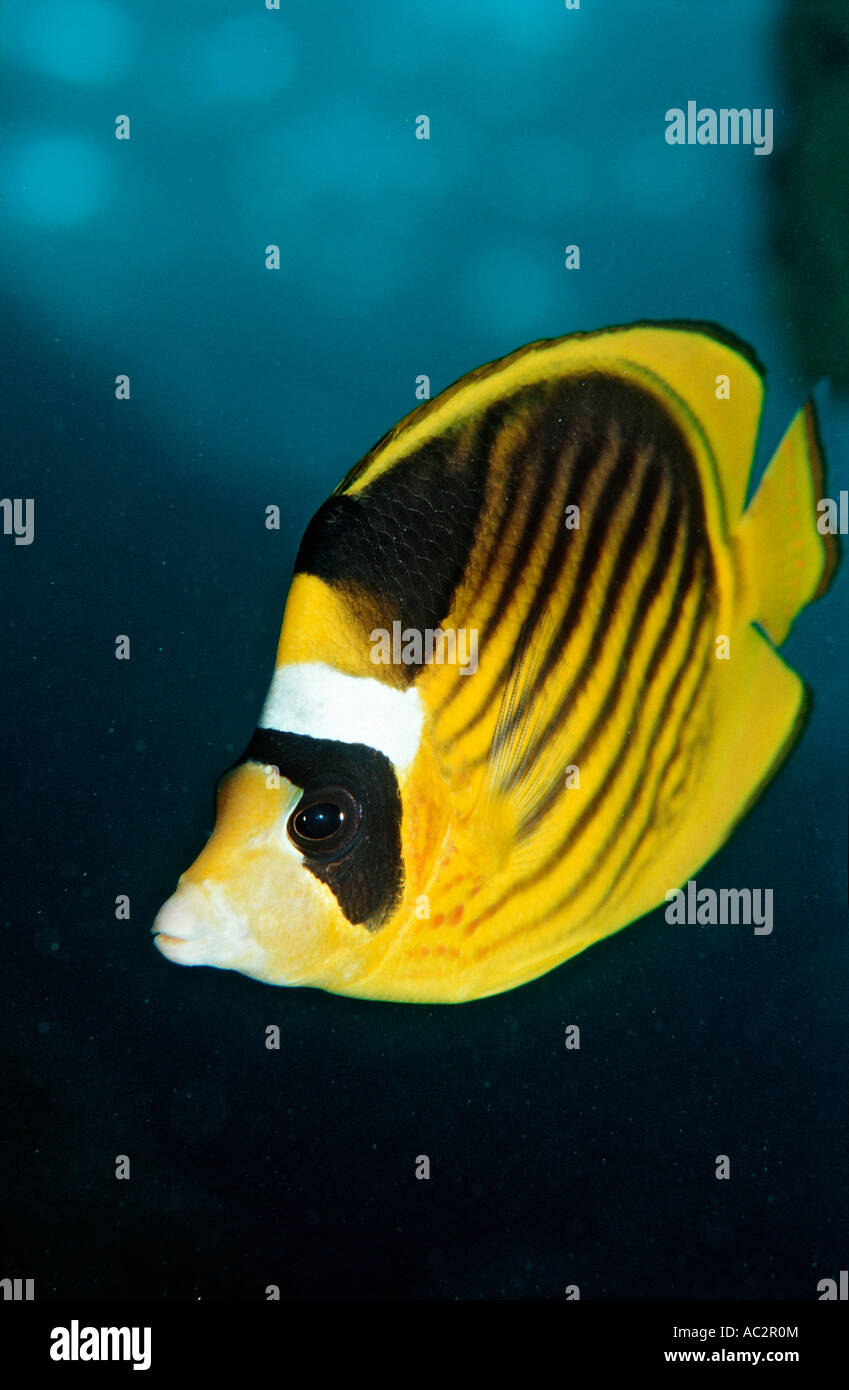 Racoon Butterflyfish Chaetodon fasciatus Sudan Africa Red Sea Stock ...