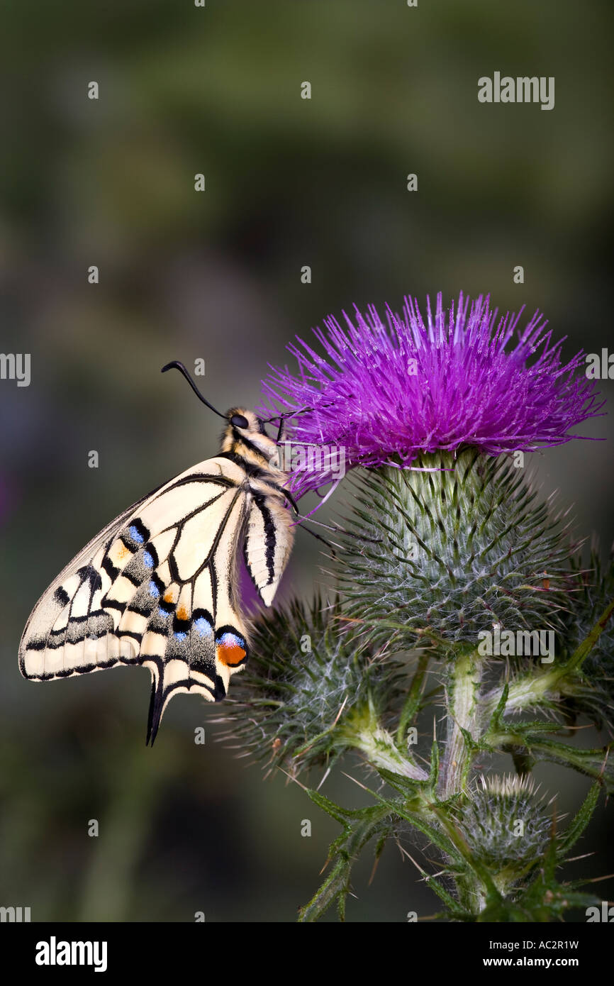 Swallowtail Papilio machaon at rest on Thistle with wings closed with ...