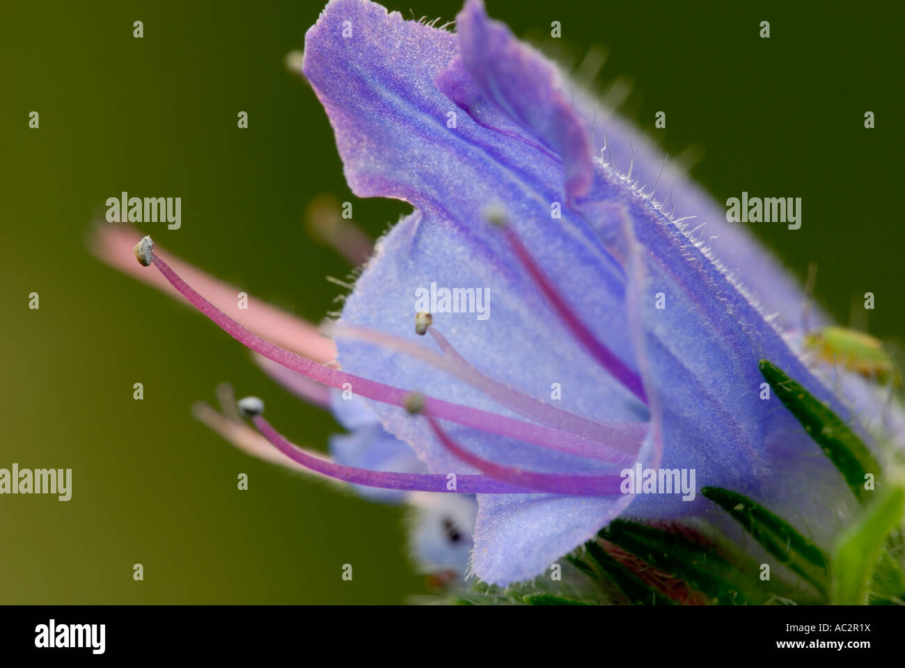 Viper’s bugloss echium vulgare hi-res stock photography and images - Alamy