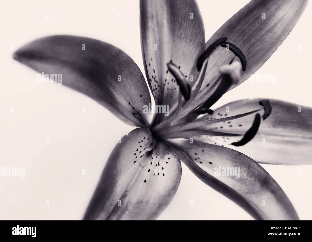 Lilly and lilly hi-res stock photography and images - Alamy