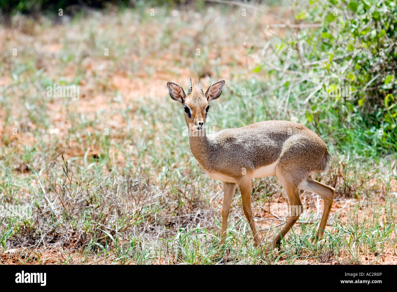 Dik dik tsavo hi-res stock photography and images - Alamy