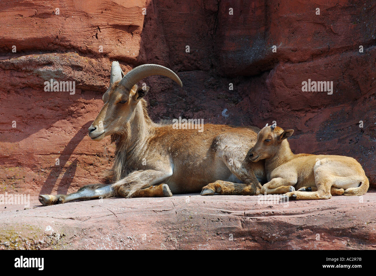 Female barbary sheep hi-res stock photography and images - Alamy