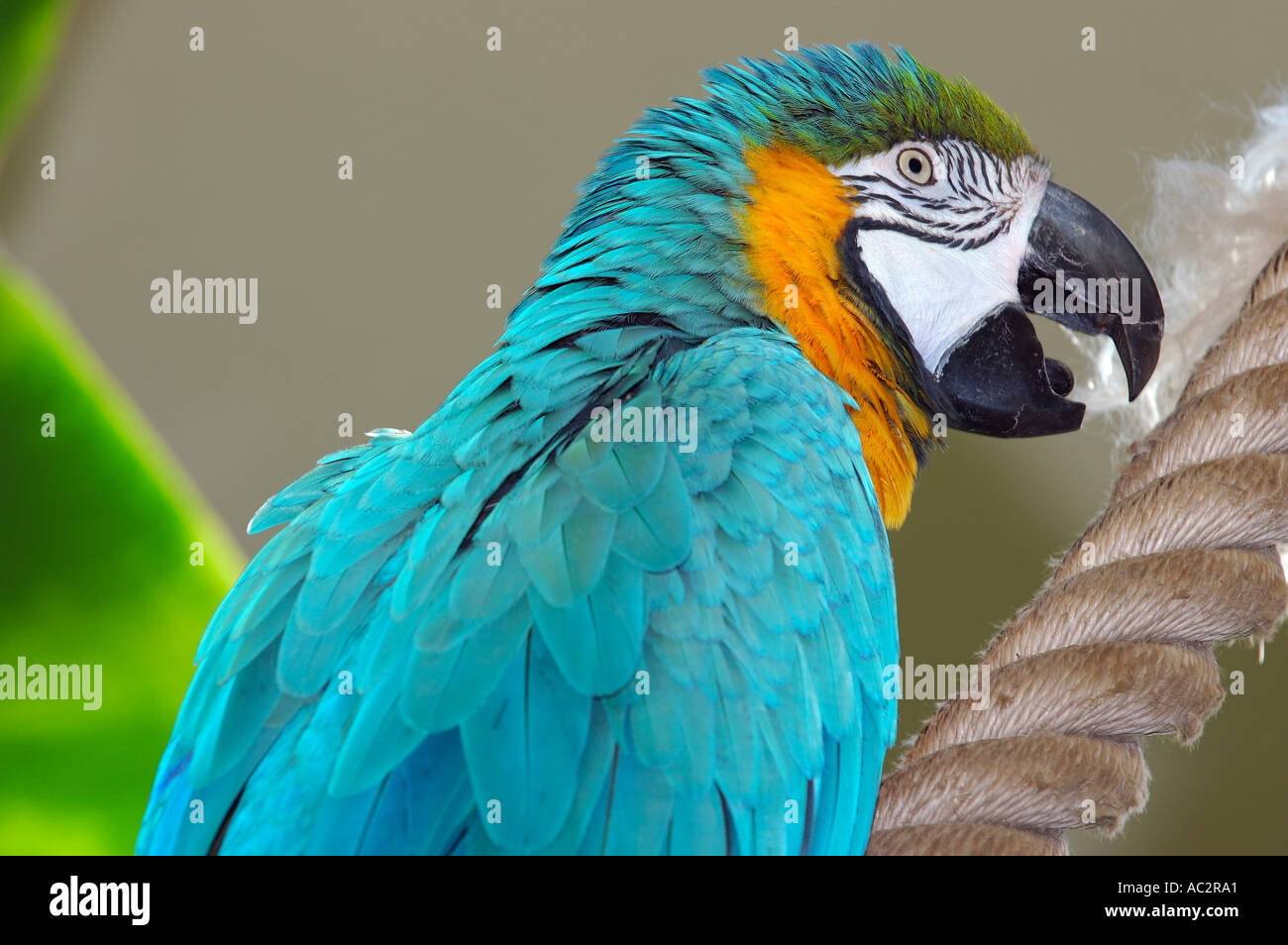 Blue and Gold Macaw talking headshot Stock Photo - Alamy