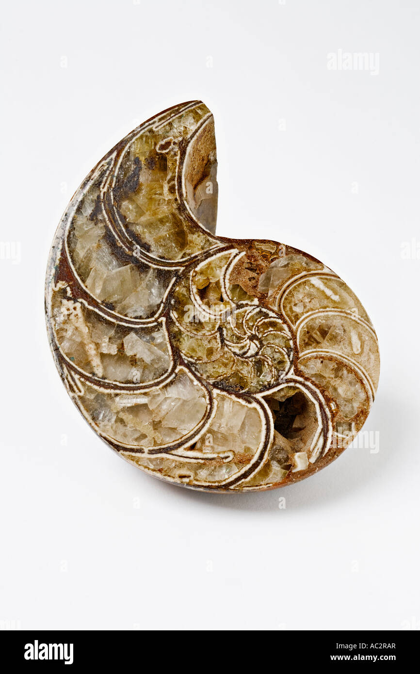 Ammonite fossil, Madagascar, Africa Stock Photo - Alamy
