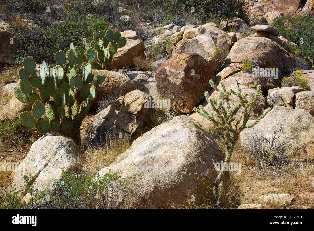 Cactus desert route 66 usa hi-res stock photography and images - Alamy