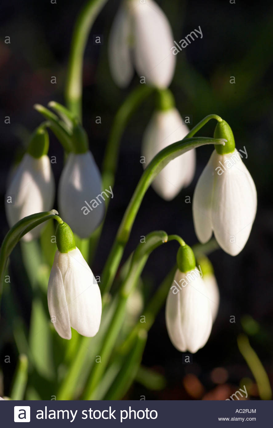 Specimen snowdrops hi-res stock photography and images - Alamy