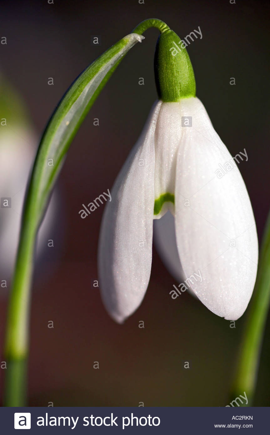 Snowdrop viridapice hi-res stock photography and images - Alamy