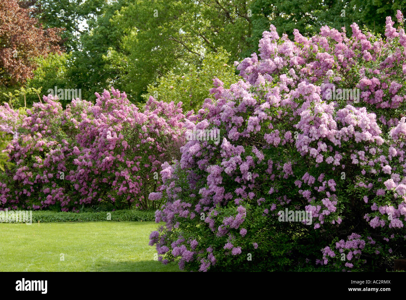 Flower garden, lilacs Stock Photo - Alamy
