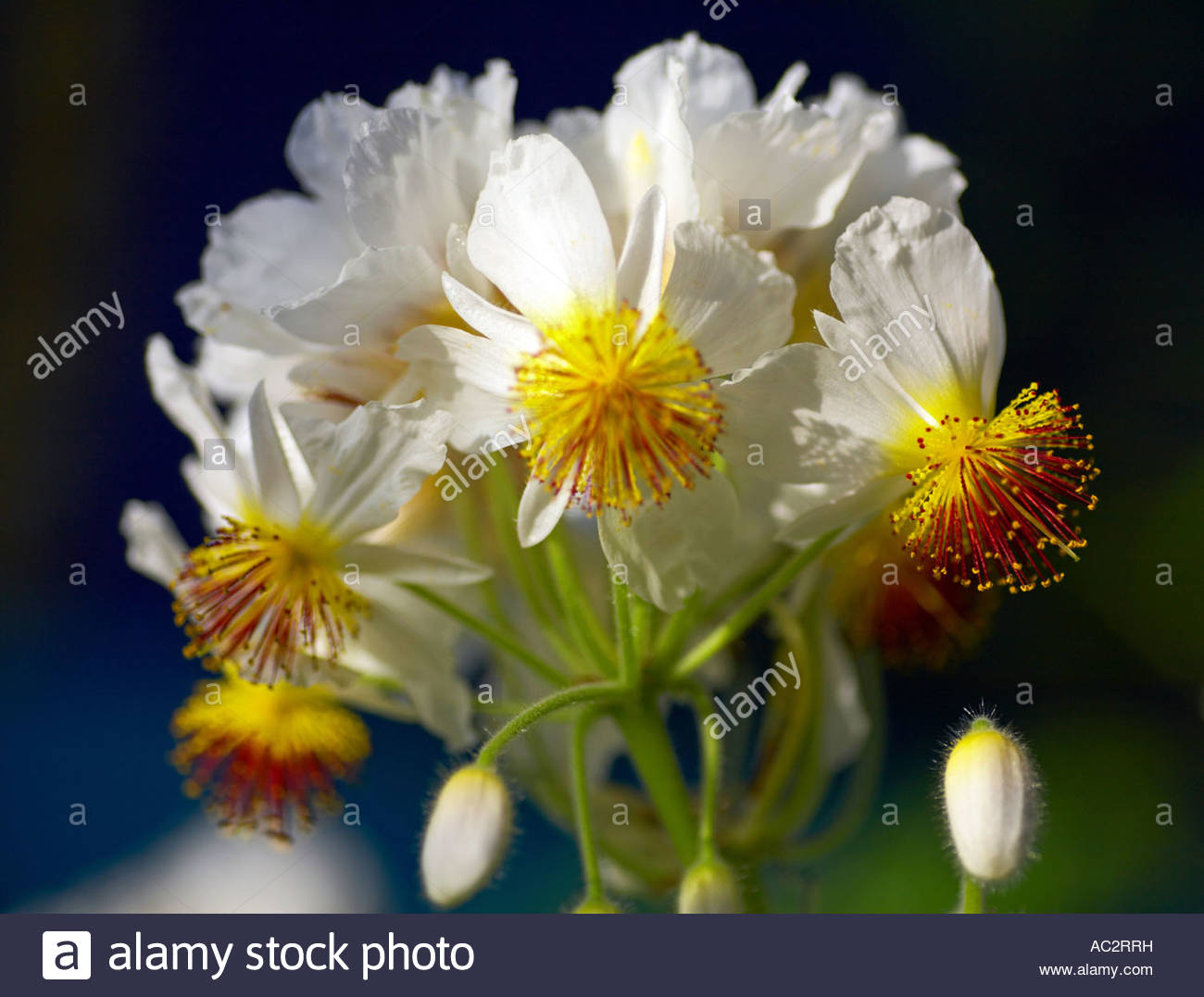 Sparmannia sp hi-res stock photography and images - Alamy