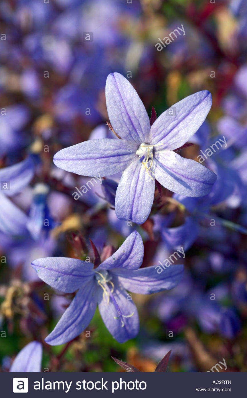 Trailing bellflower campanula poscharskyana hi-res stock photography ...