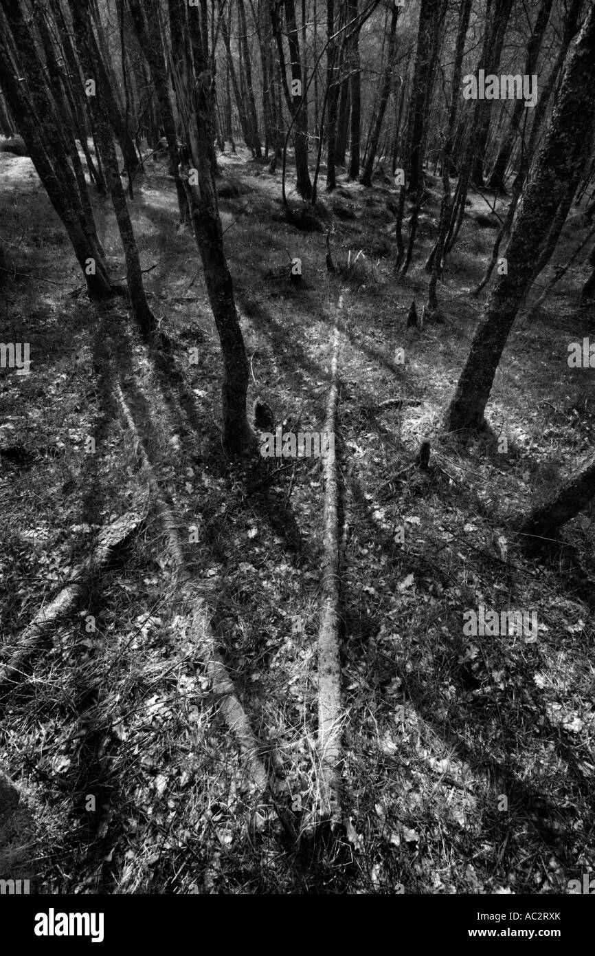 Monochrome abstract pattern of tree trunks Stock Photo - Alamy