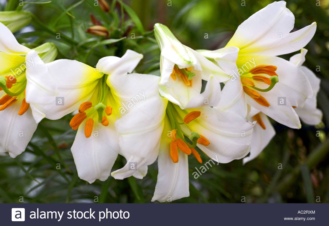 Lilium Regale Lilium Regale Stock Photo - Alamy