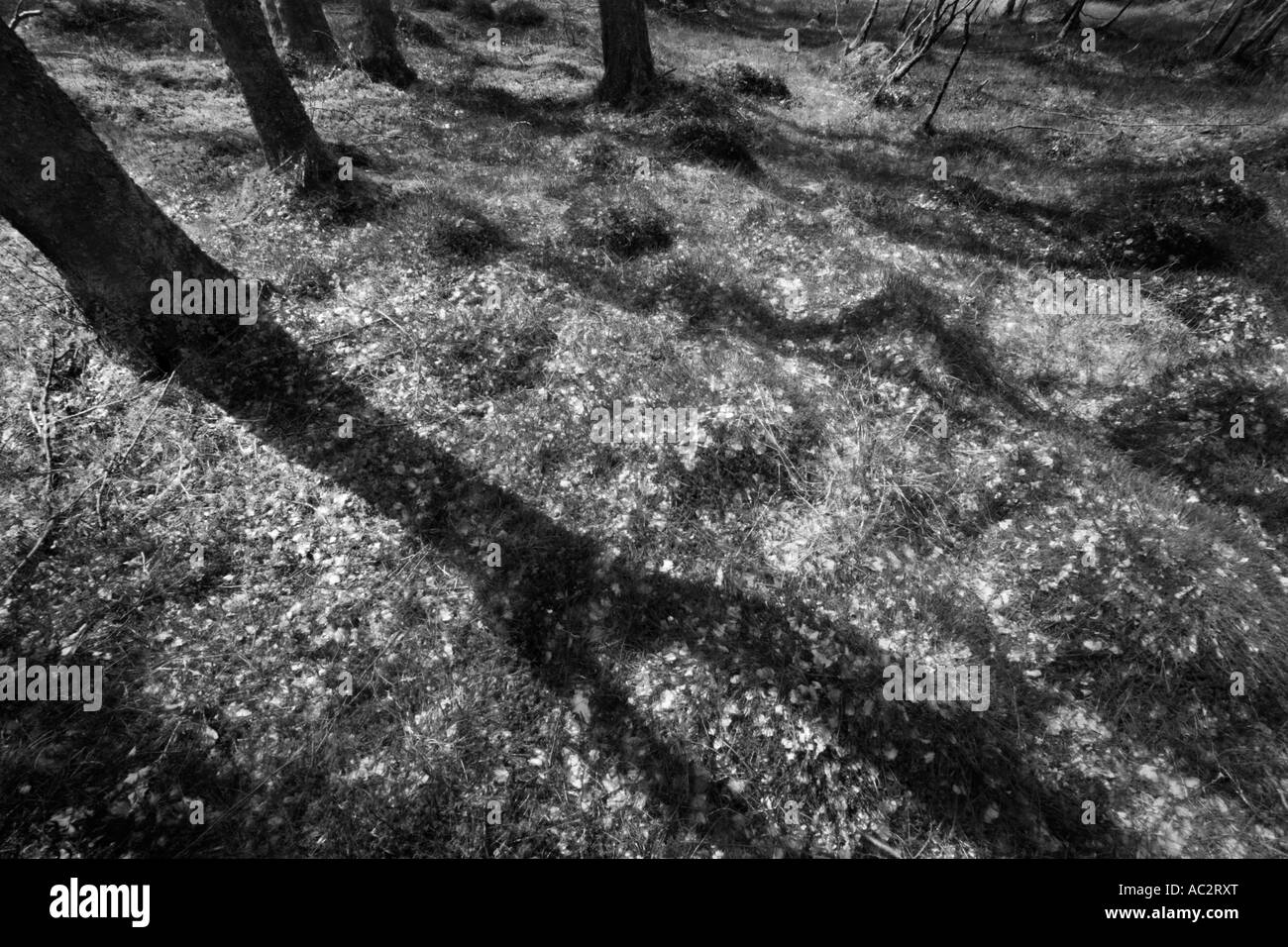 Monochrome abstract pattern of shadows of trees on grass Stock Photo ...