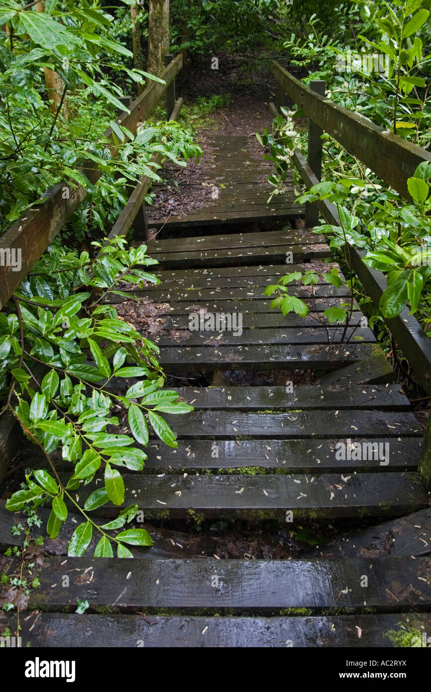An old wooden bridge across a woodland stream is rotting away through ...