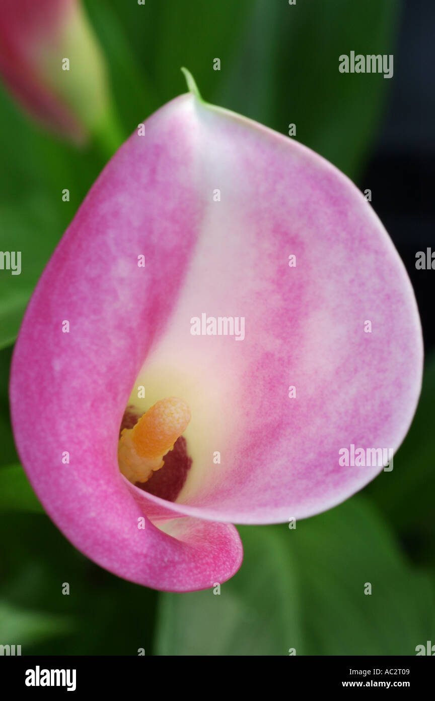 Pink Cally Lily flower Stock Photo - Alamy
