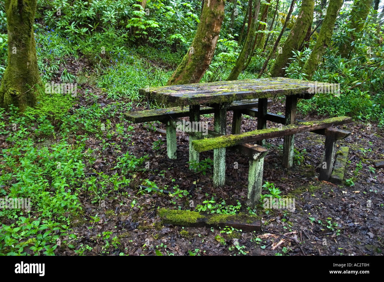Abandoned picnic table with weeds hi-res stock photography and images ...