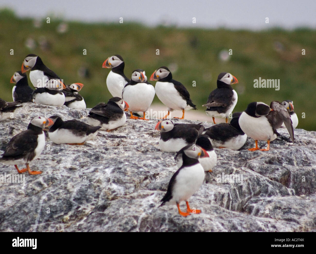 Puffins on an island off the coast of the UK Stock Photo - Alamy