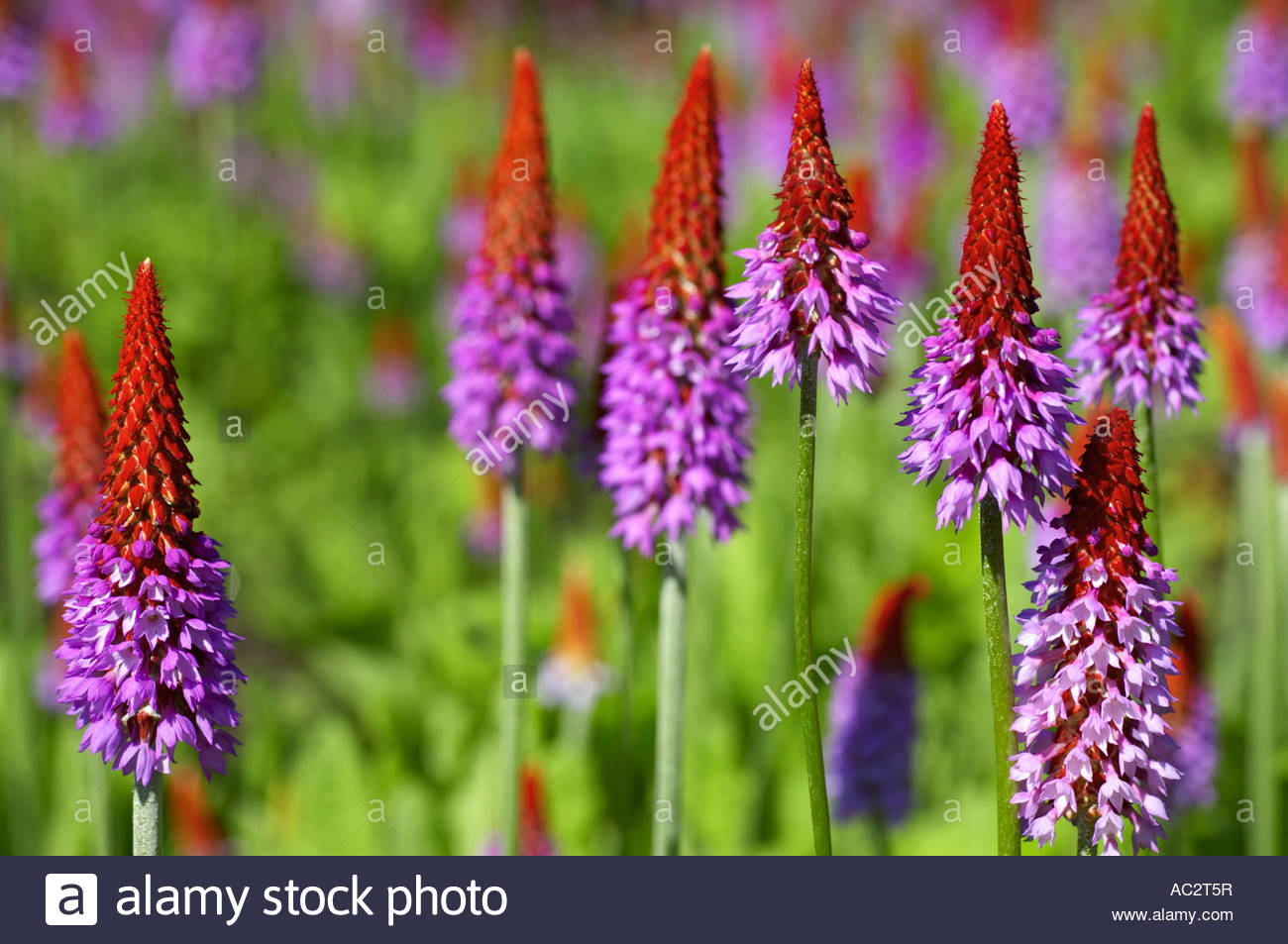 Primrose Primula Sp High Resolution Stock Photography and Images - Alamy