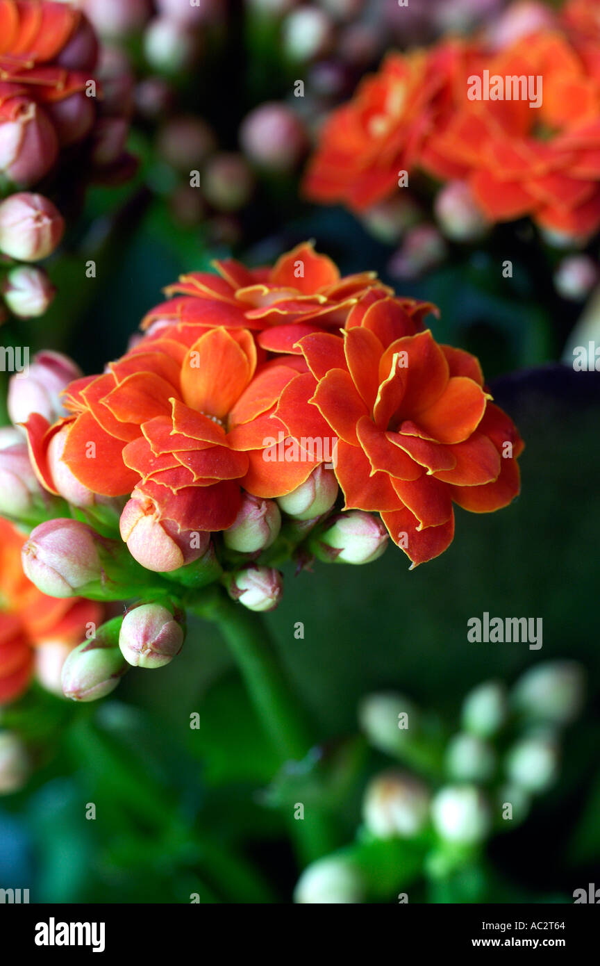 Flammendes kathchen hi-res stock photography and images - Alamy