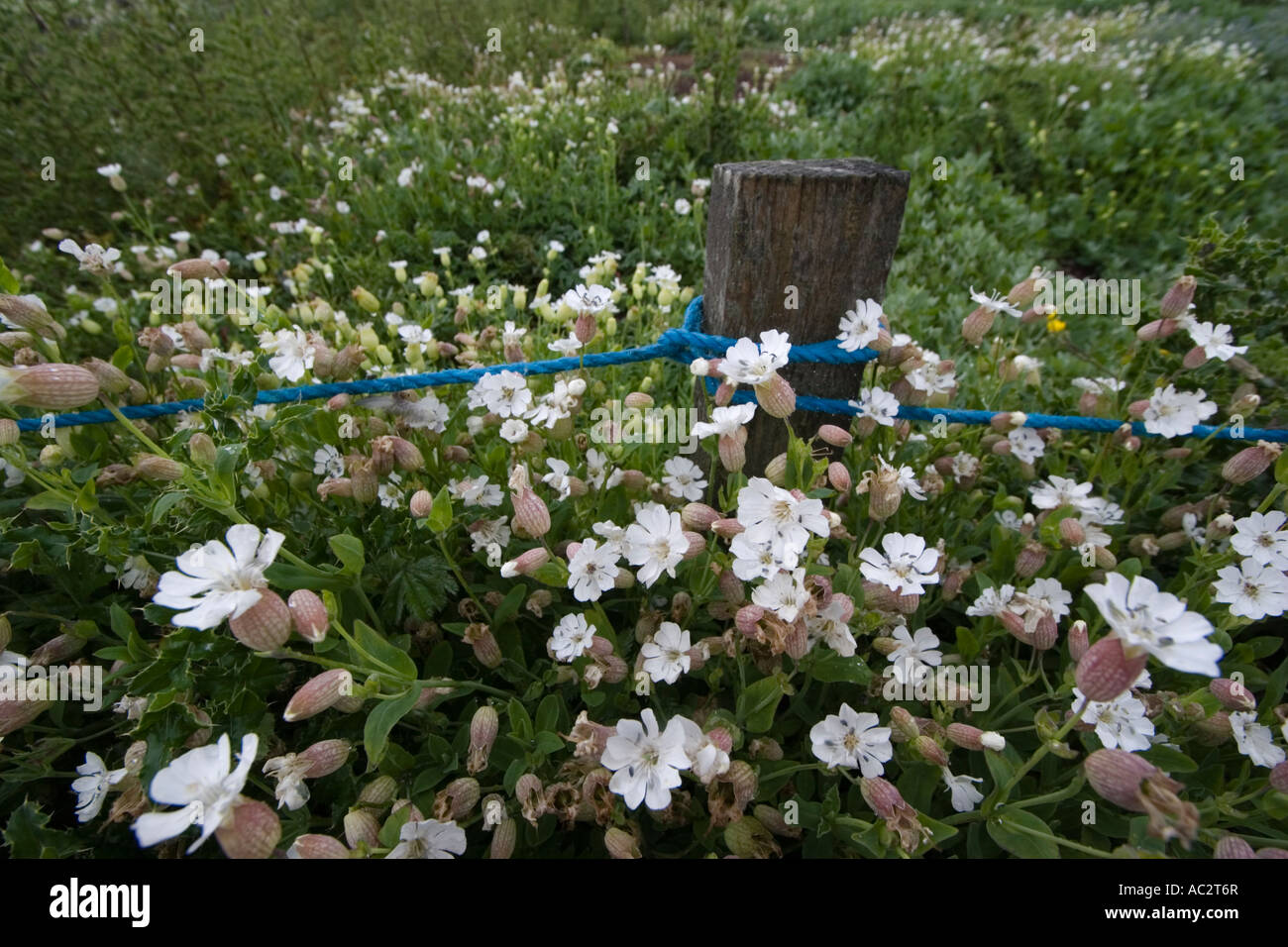 Sea Campion (Silene uniflora) on coast of northeast England Stock Photo ...