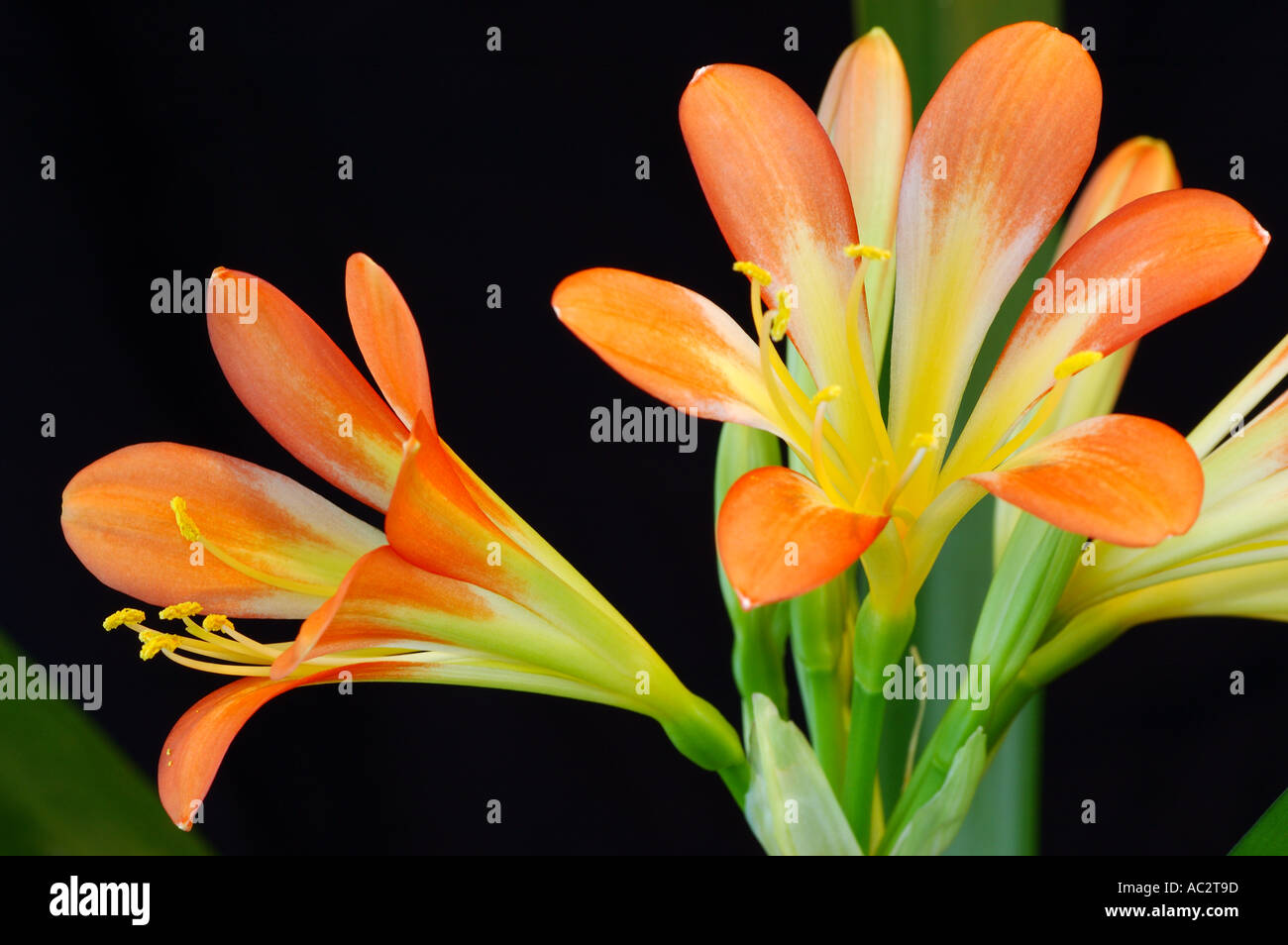Orange clivia flower close up 3 Stock Photo - Alamy