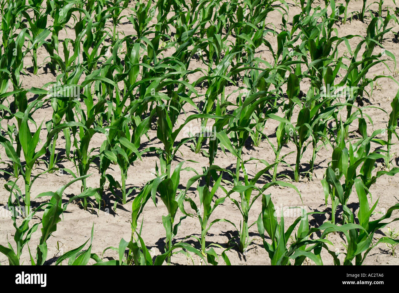Corn field maize Stock Photo - Alamy