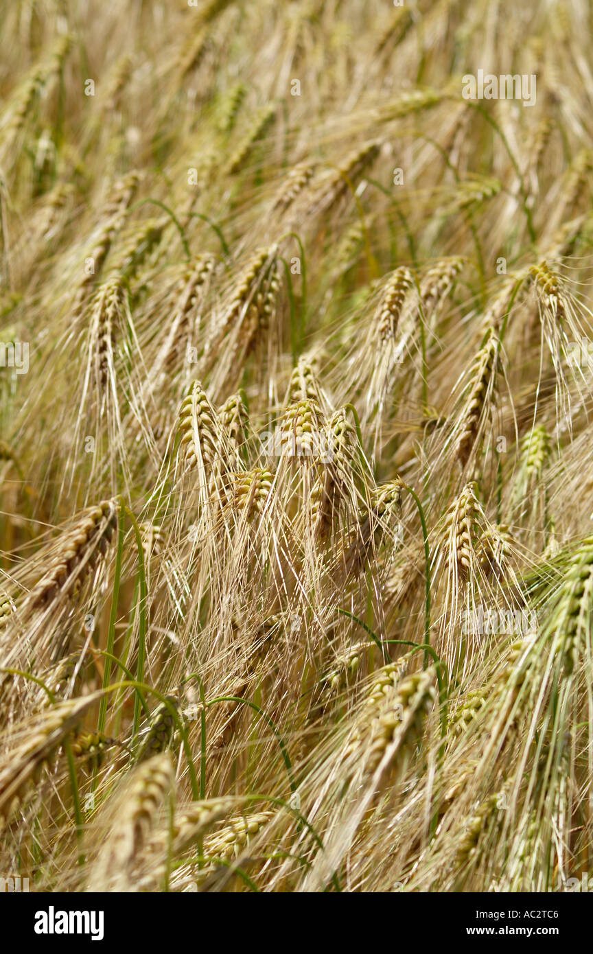 Corn field barley Stock Photo - Alamy