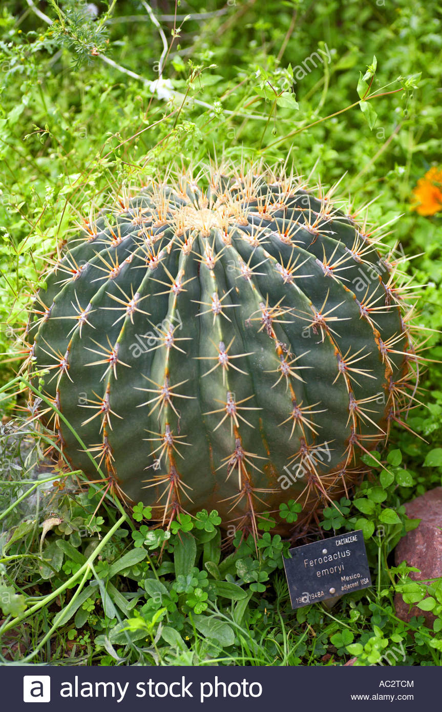 Ferocactus sp hi-res stock photography and images - Alamy
