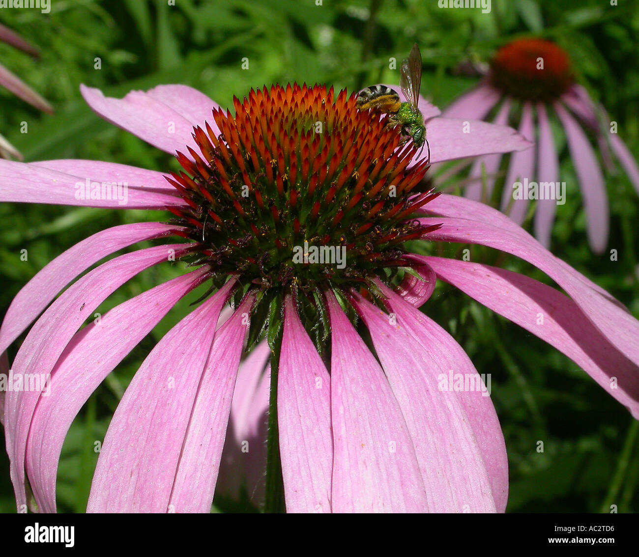 purple Coneflower with a hornet fly Stock Photo - Alamy