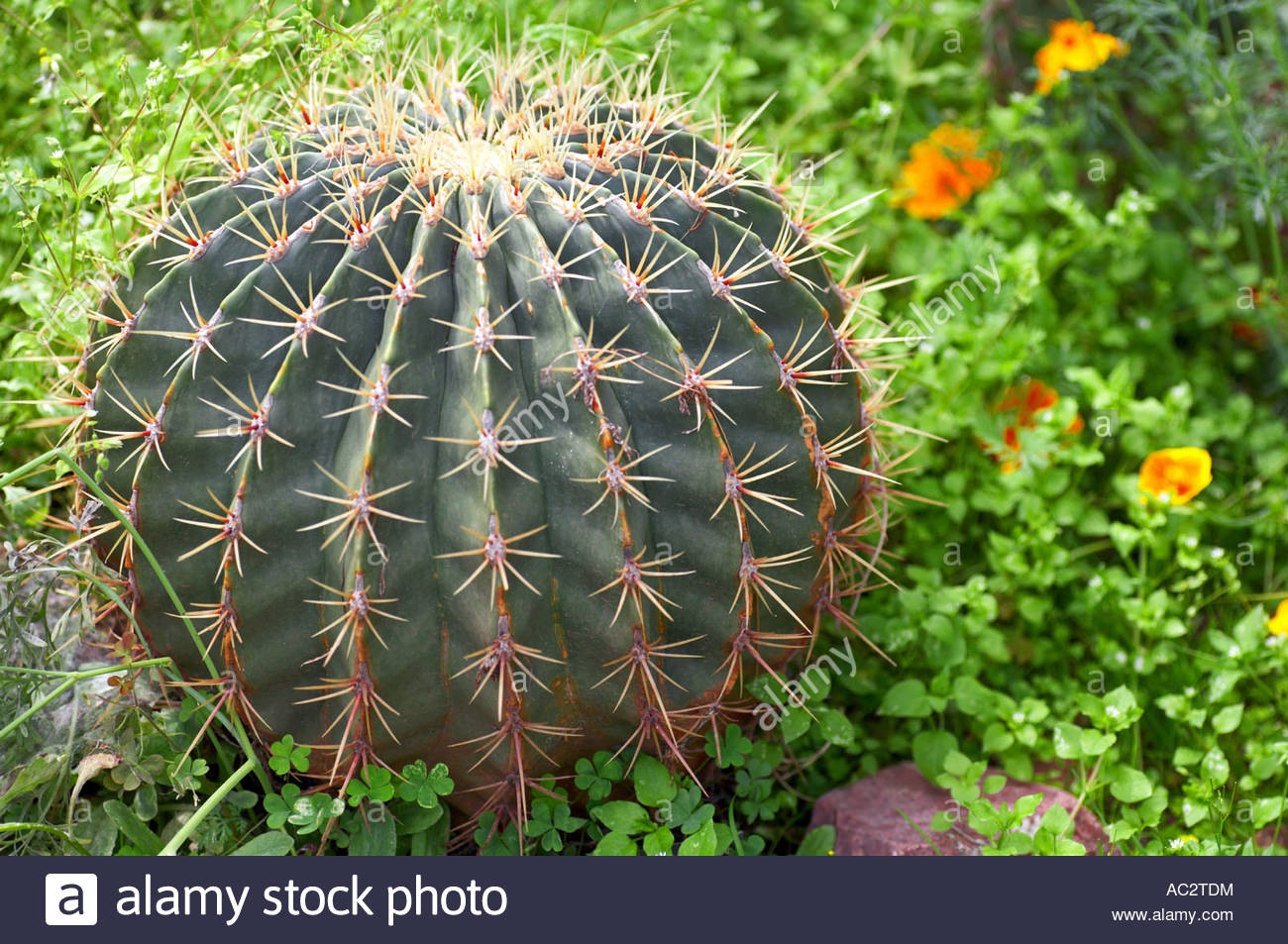 Ferocactus sp hi-res stock photography and images - Alamy