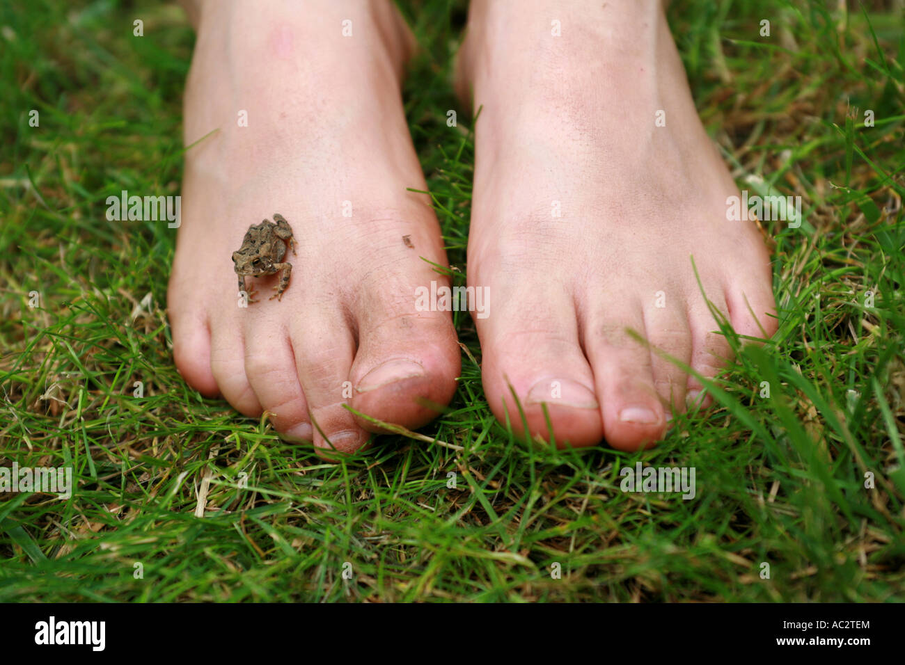 Photo of a Baby Toad Perched on a little Boy s Dirty Feet in the Grass ...