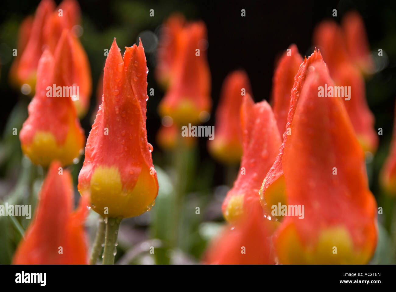 Flame tulips after a rain Stock Photo - Alamy
