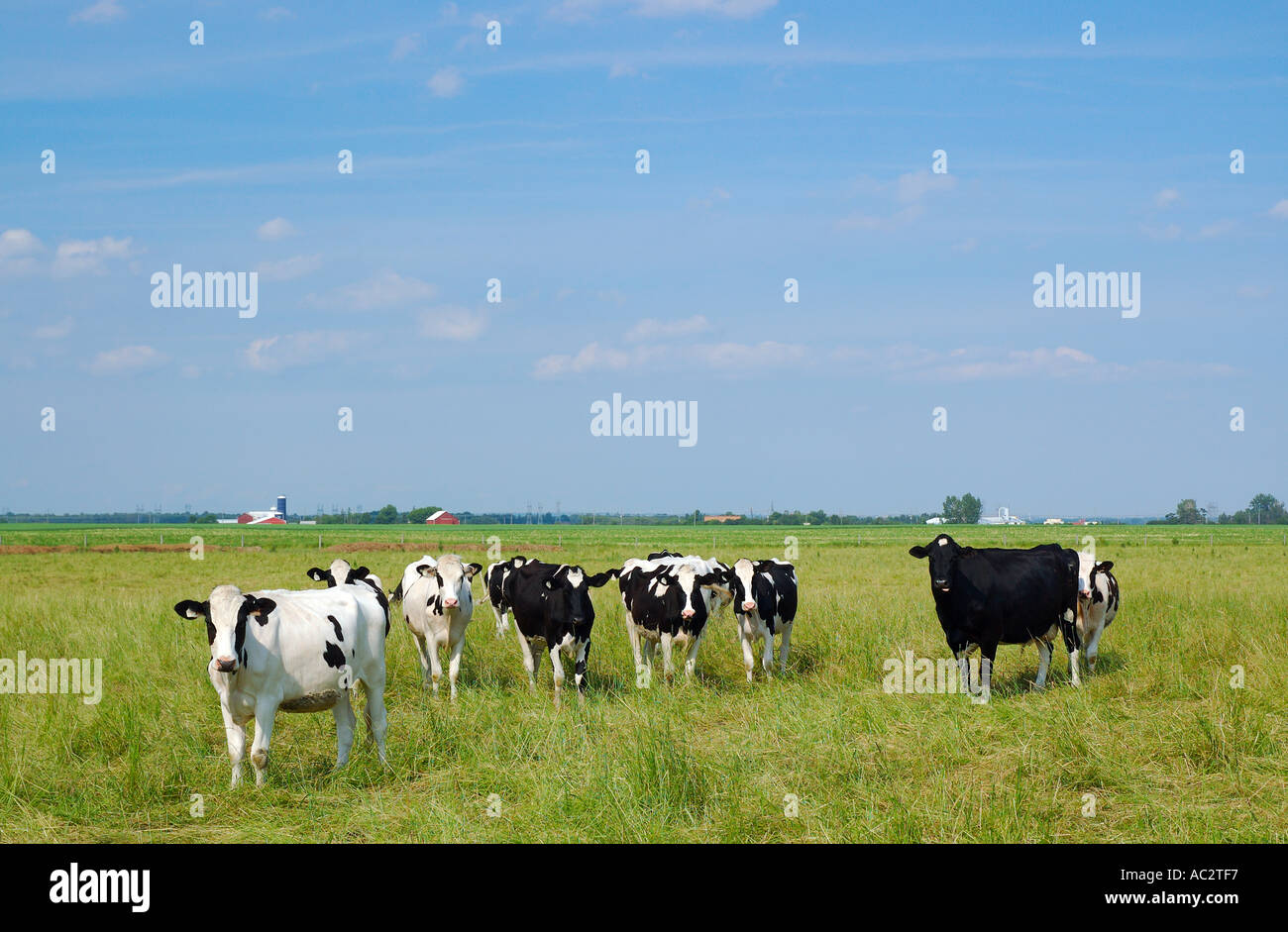 Curious cows coming to see the visitor Stock Photo - Alamy