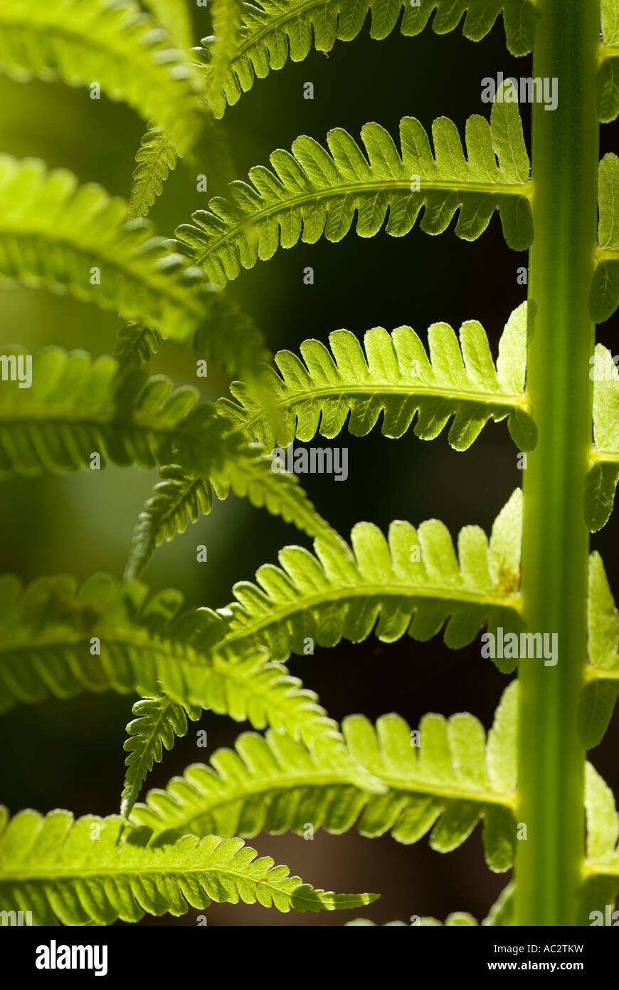 Ostrich fern leaves Stock Photo - Alamy