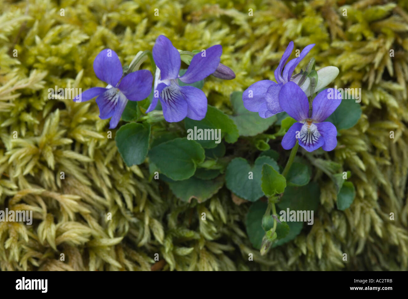 Sweet Violet (Viola odorata) flowers in moss covered slope Maybank ...