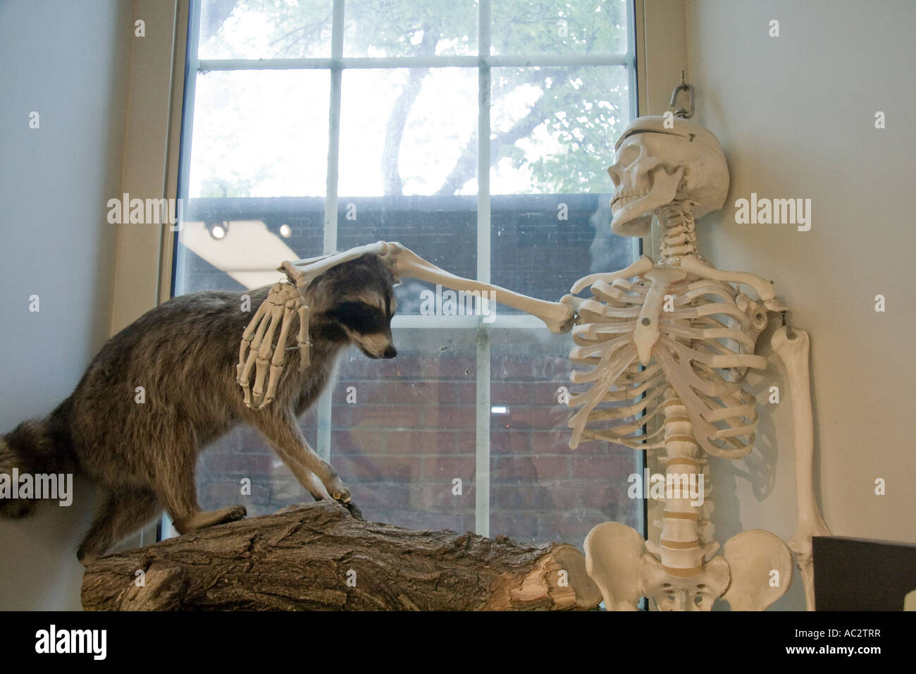 Raccoon Skeleton