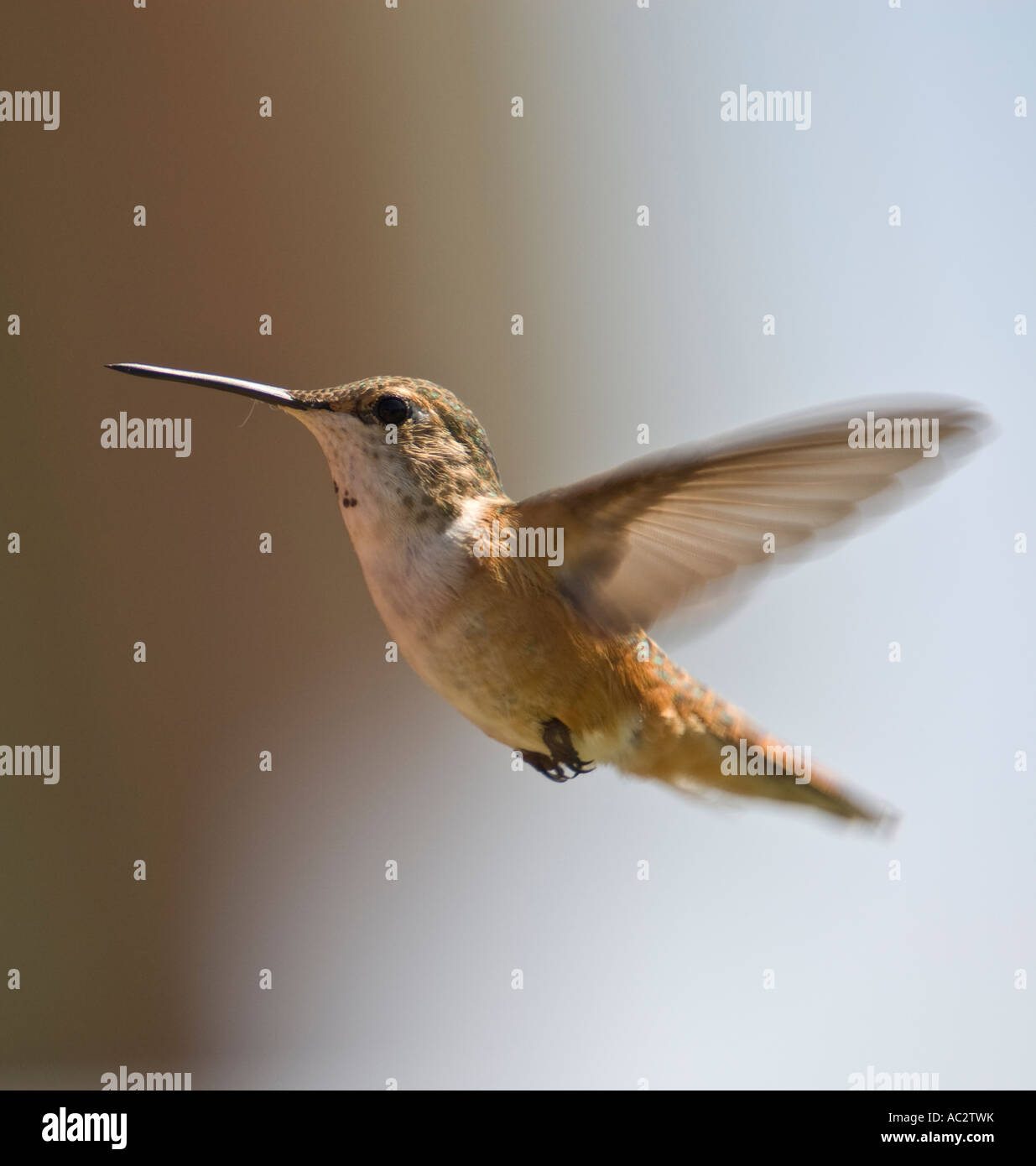 Bc hummingbird hi-res stock photography and images - Alamy