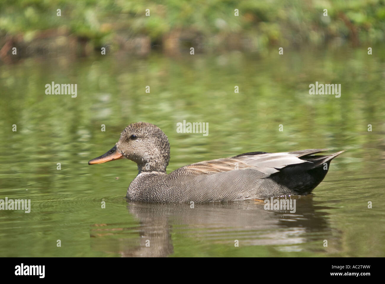 Ladner wildlife hi-res stock photography and images - Alamy