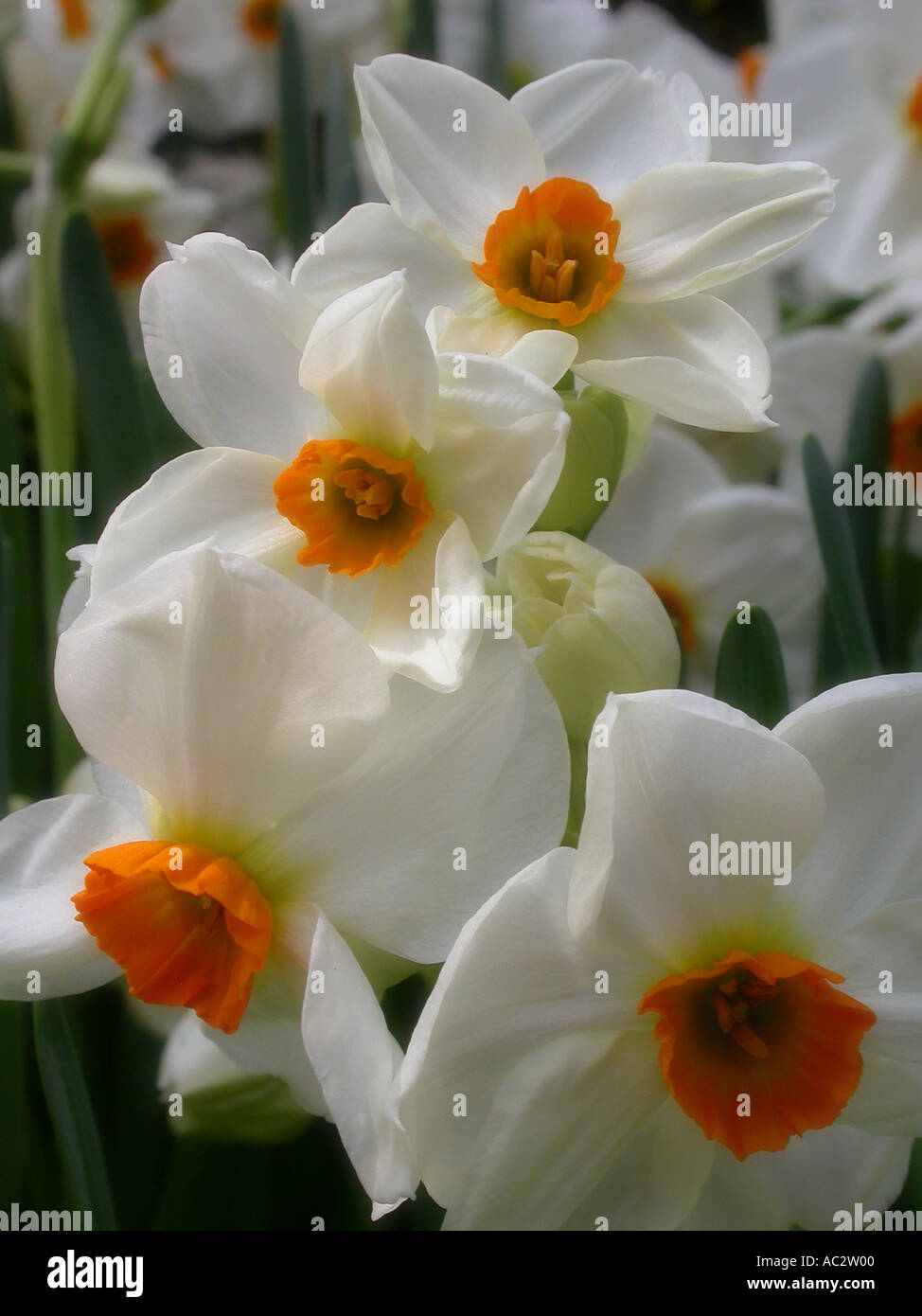 Soft light orange flower hi-res stock photography and images - Alamy