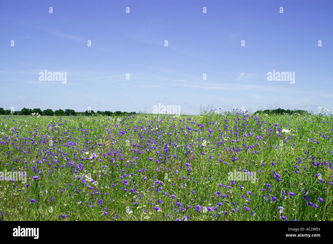 The field hi-res stock photography and images - Alamy