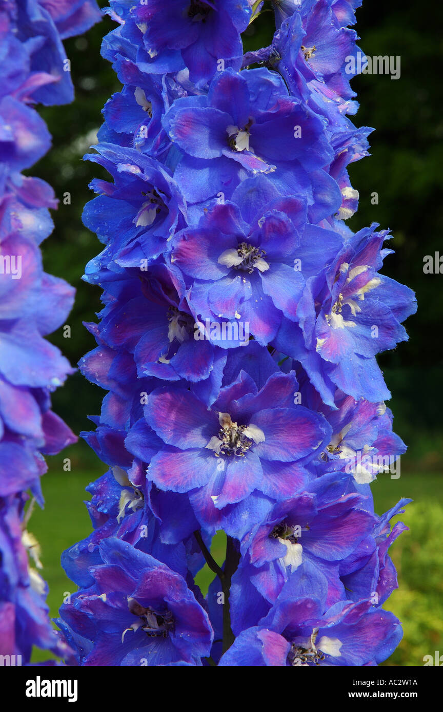 Tall spires of flowers hi-res stock photography and images - Alamy