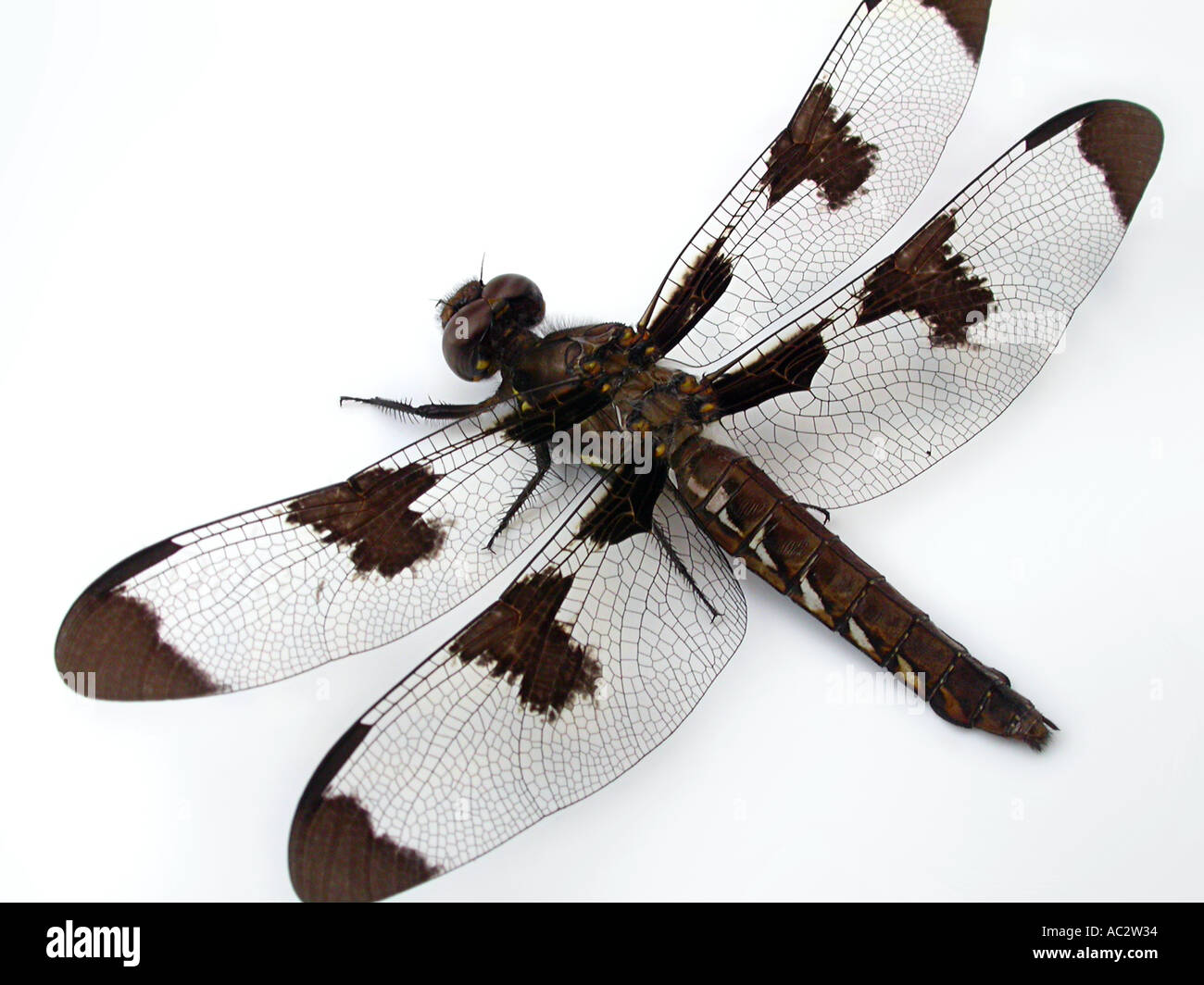 Back of the dragon hi-res stock photography and images - Alamy