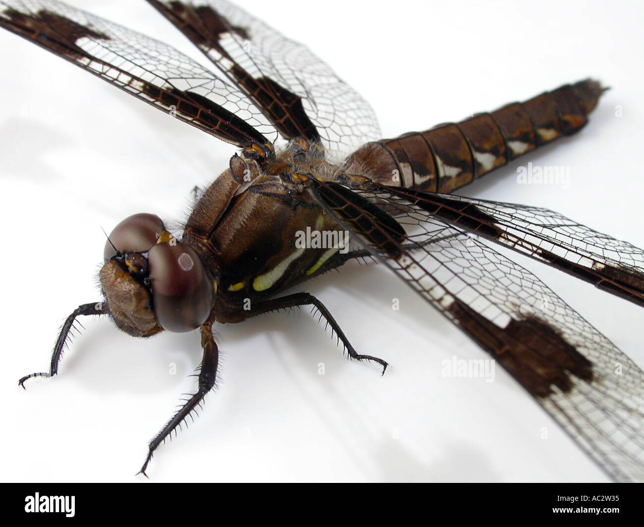 Dragonfly movement hi-res stock photography and images - Alamy