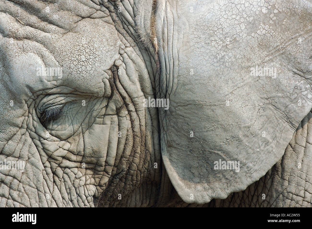 Close up of eye and ear of an elephant Toronto Zoo Stock Photo - Alamy
