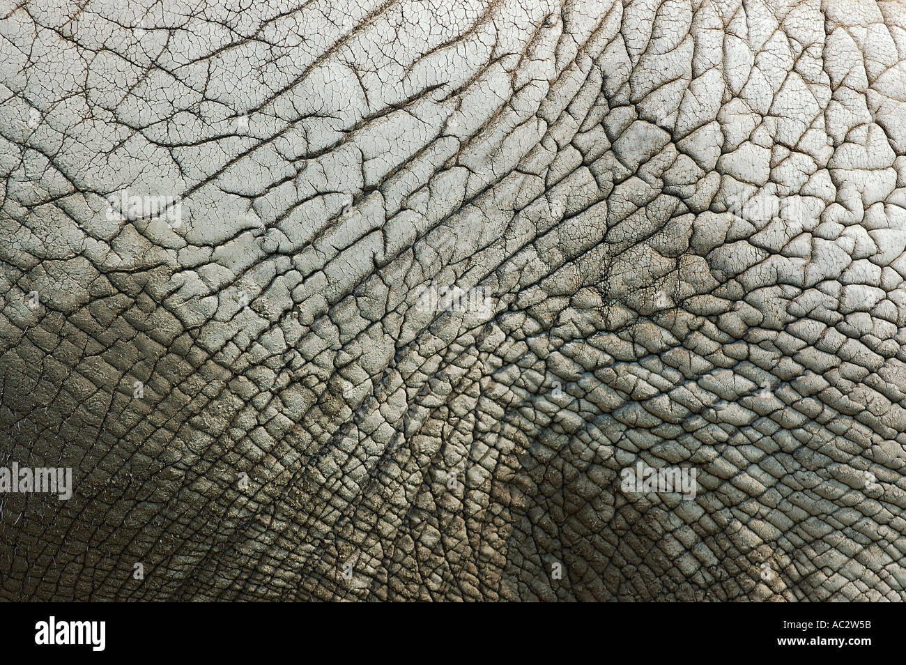 Abstract of Elephant skin Stock Photo - Alamy