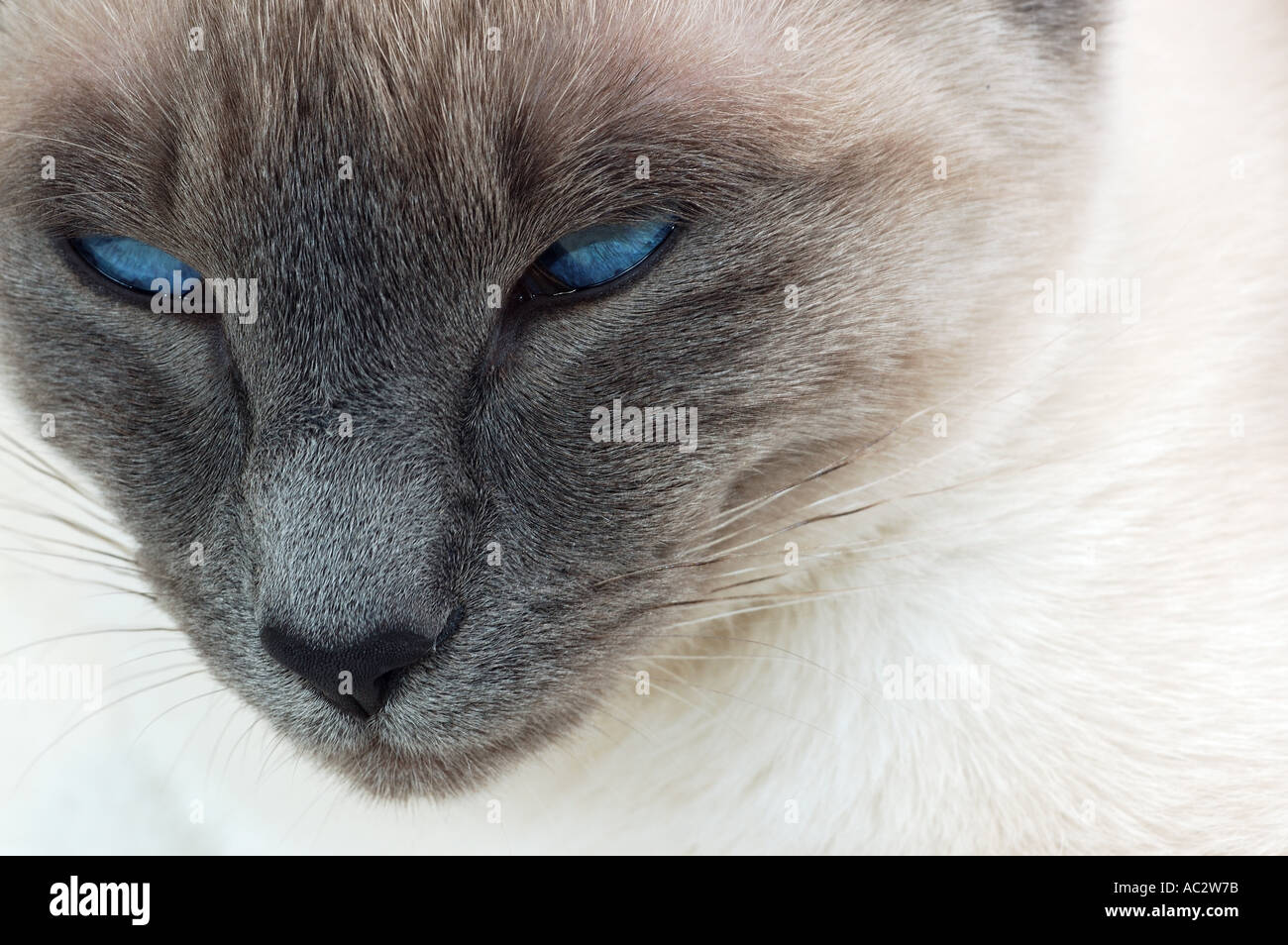 Sinister Face of Siamese blue point cat Stock Photo - Alamy