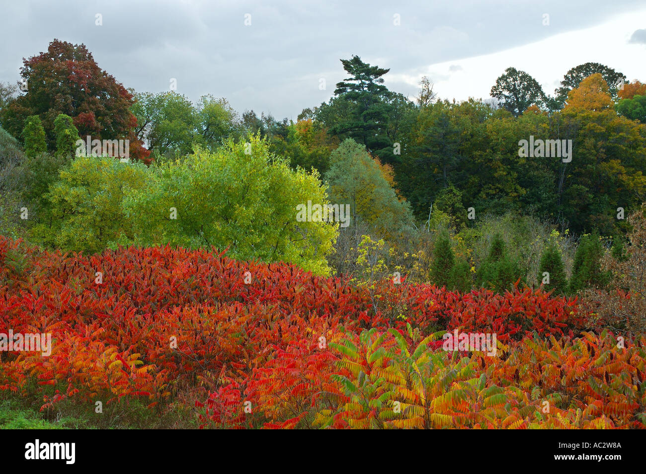 Sumac bushes hi-res stock photography and images - Alamy